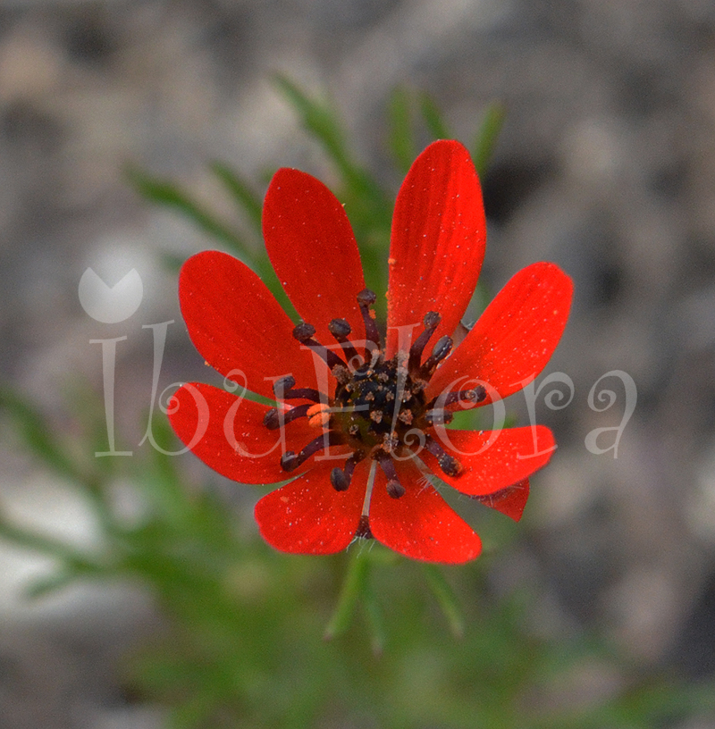 AİBÜ Kampüs Florası