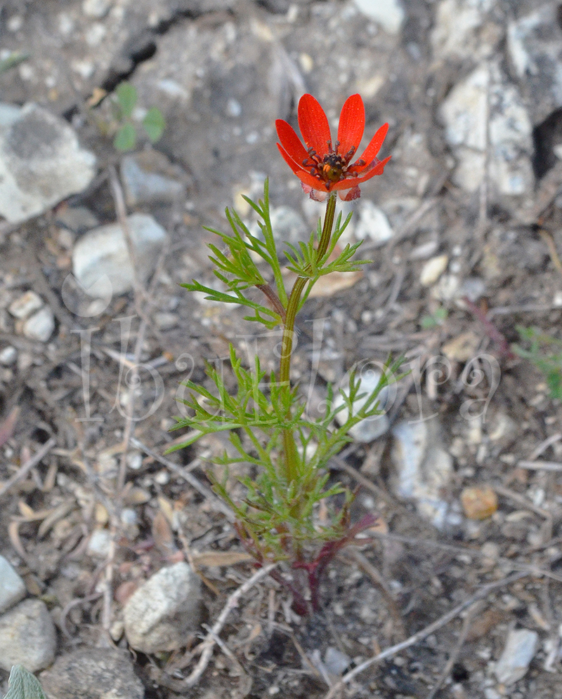 AİBÜ Kampüs Florası