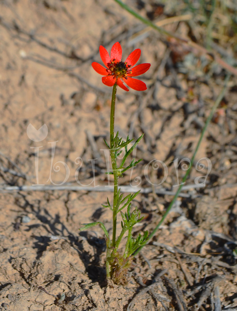 AİBÜ Kampüs Florası