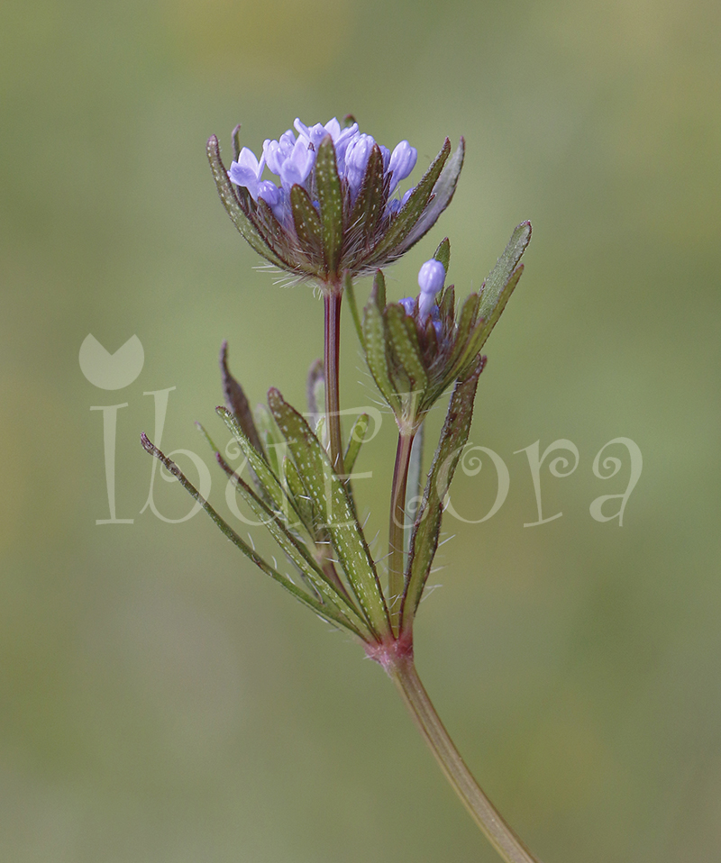 AİBÜ Kampüs Florası