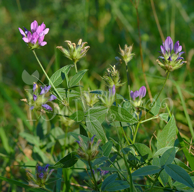 AİBÜ Kampüs Florası
