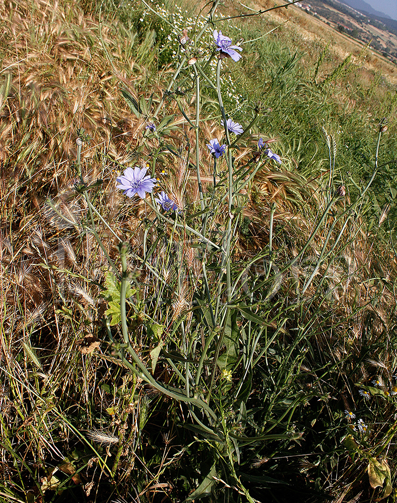 AİBÜ Kampüs Florası