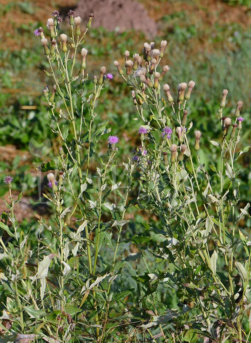 AİBÜ Kampüs Florası