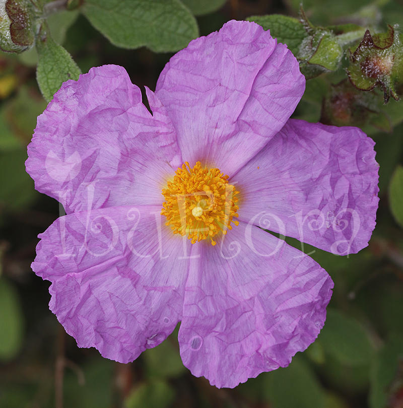 AİBÜ Kampüs Florası