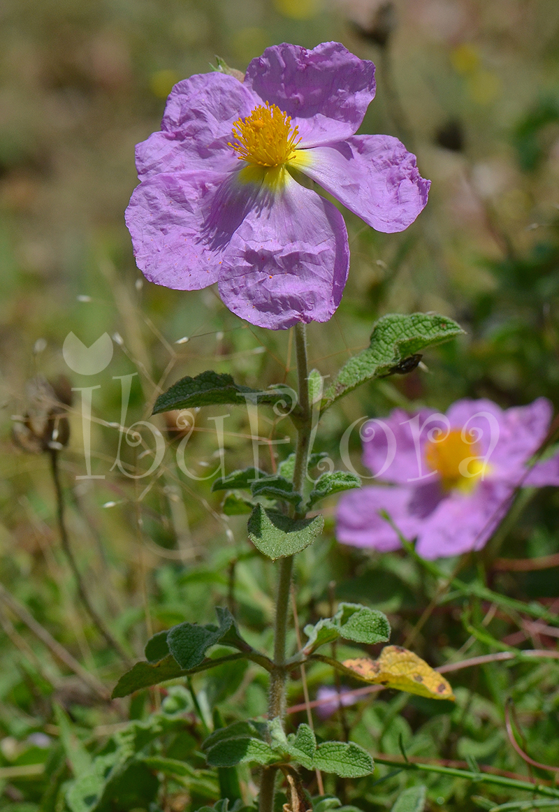 AİBÜ Kampüs Florası