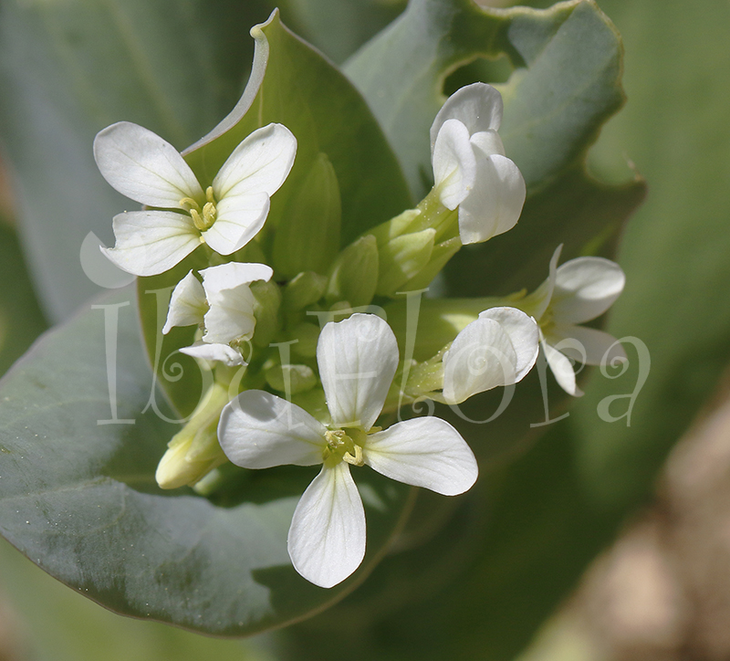 AİBÜ Kampüs Florası