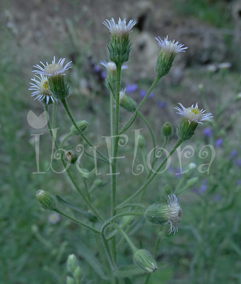 AİBÜ Kampüs Florası