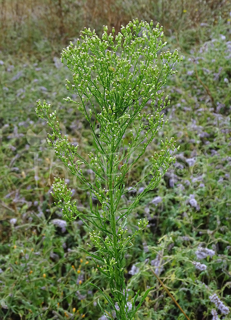 AİBÜ Kampüs Florası