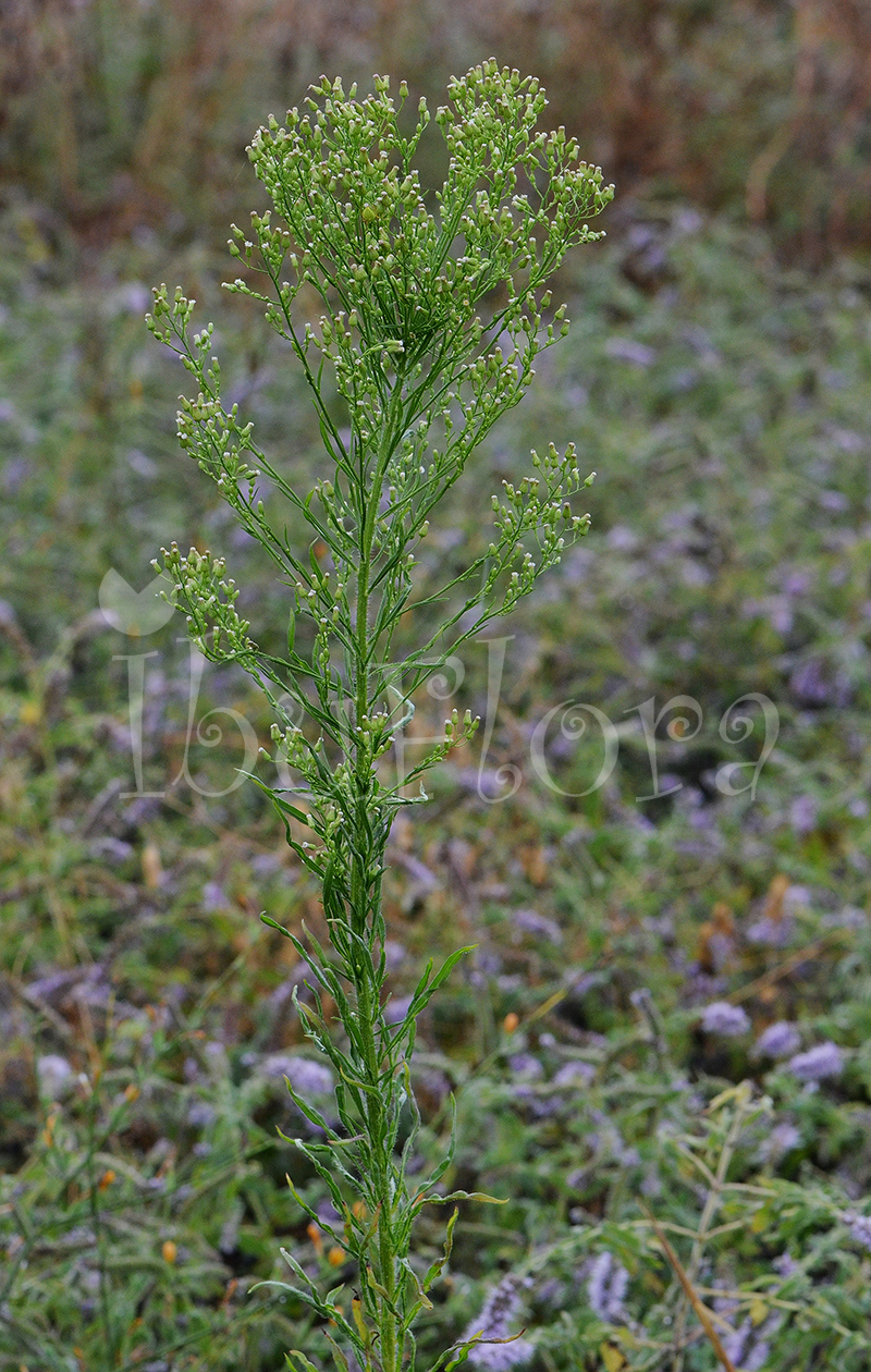 AİBÜ Kampüs Florası
