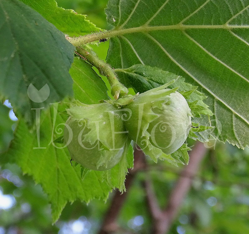 AİBÜ Kampüs Florası