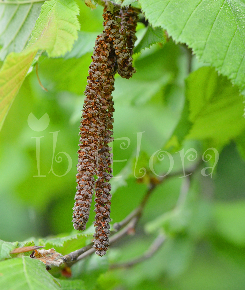 AİBÜ Kampüs Florası