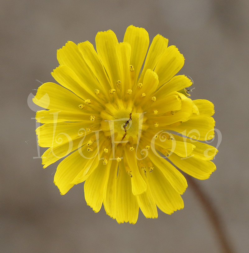 AİBÜ Kampüs Florası