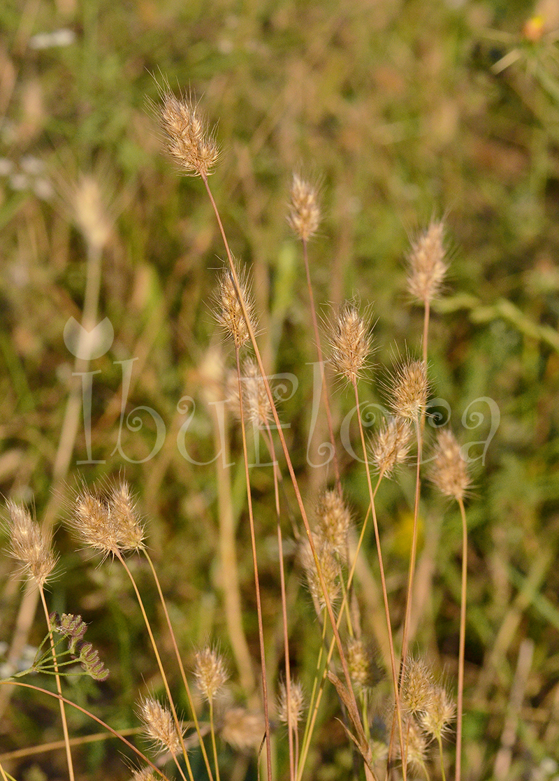 AİBÜ Kampüs Florası