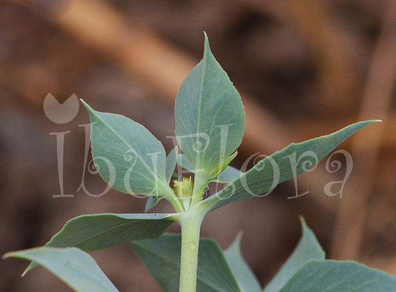 AİBÜ Kampüs Florası