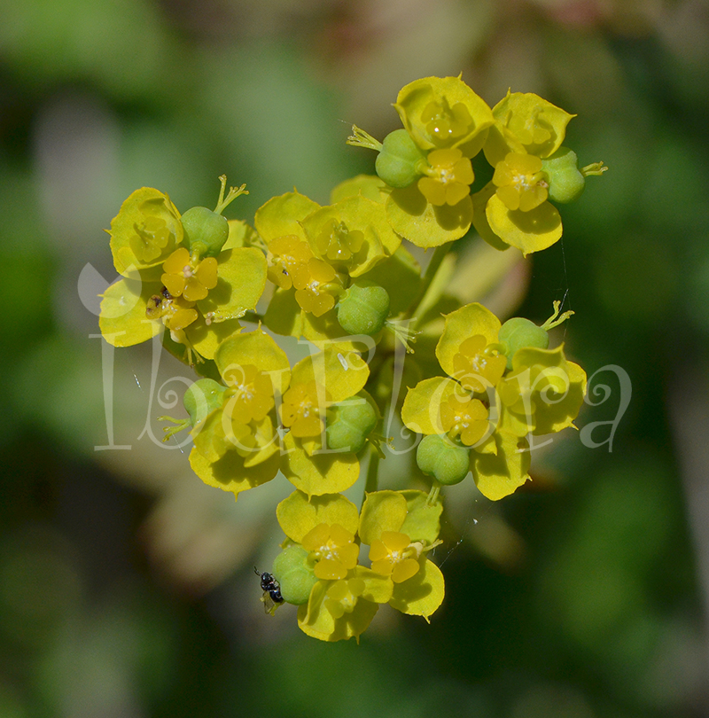 AİBÜ Kampüs Florası