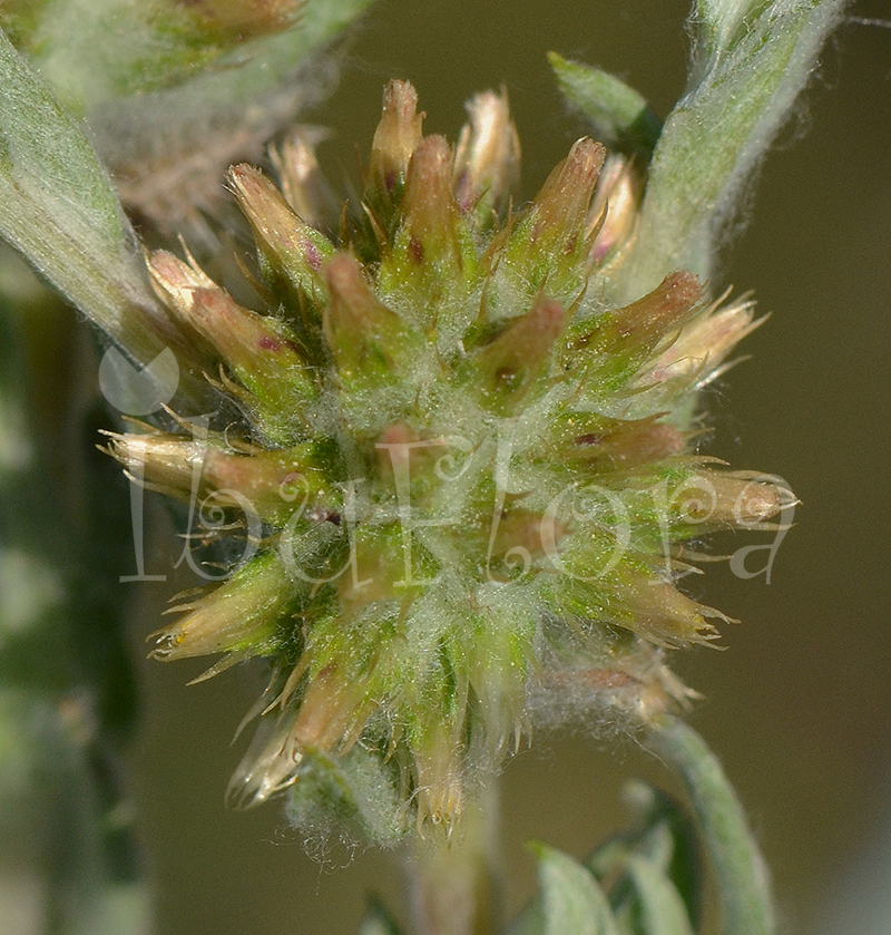 AİBÜ Kampüs Florası