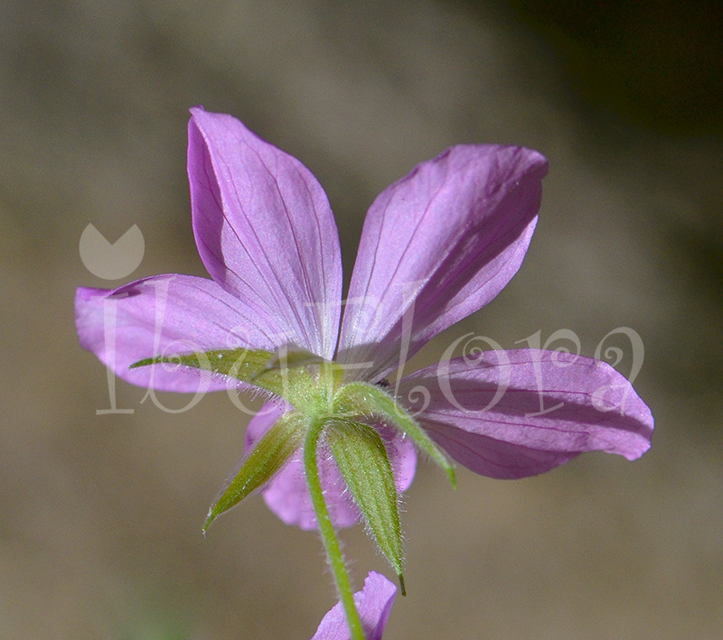 AİBÜ Kampüs Florası
