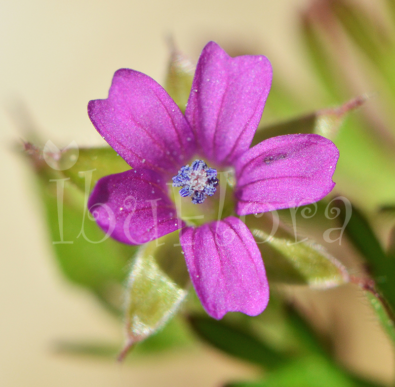AİBÜ Kampüs Florası