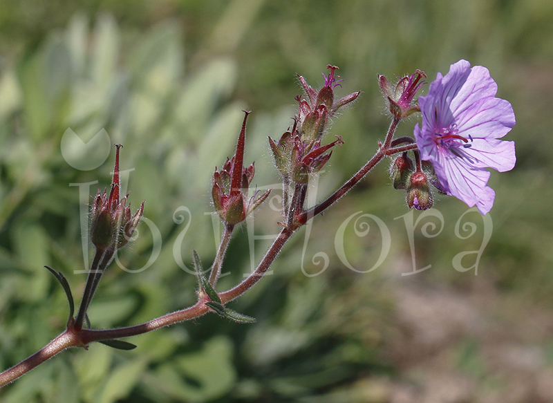 AİBÜ Kampüs Florası