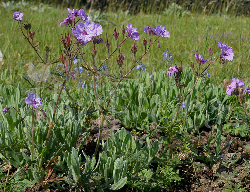 AİBÜ Kampüs Florası