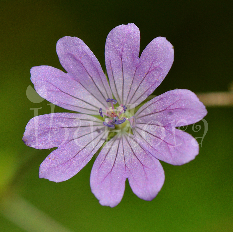 AİBÜ Kampüs Florası