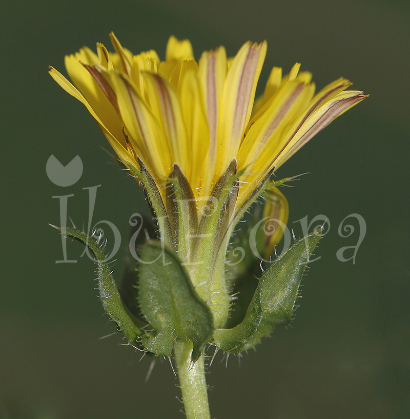 AİBÜ Kampüs Florası