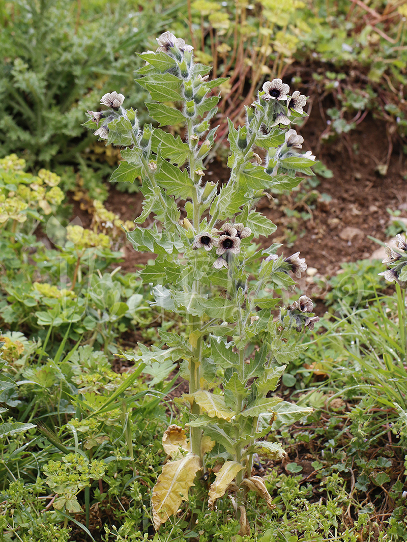 AİBÜ Kampüs Florası