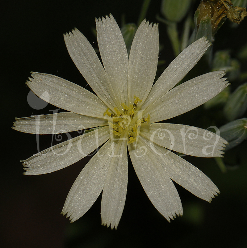 AİBÜ Kampüs Florası