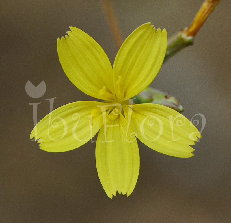 AİBÜ Kampüs Florası