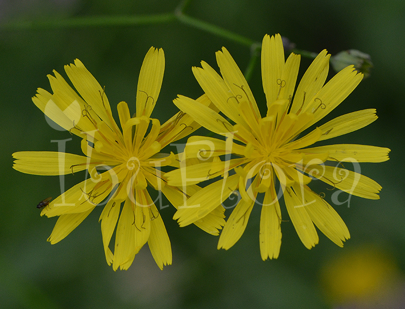 AİBÜ Kampüs Florası