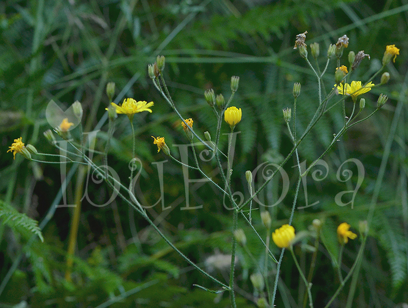 AİBÜ Kampüs Florası