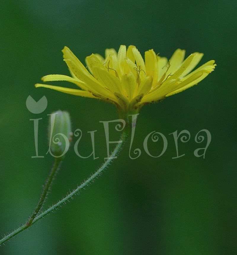 AİBÜ Kampüs Florası