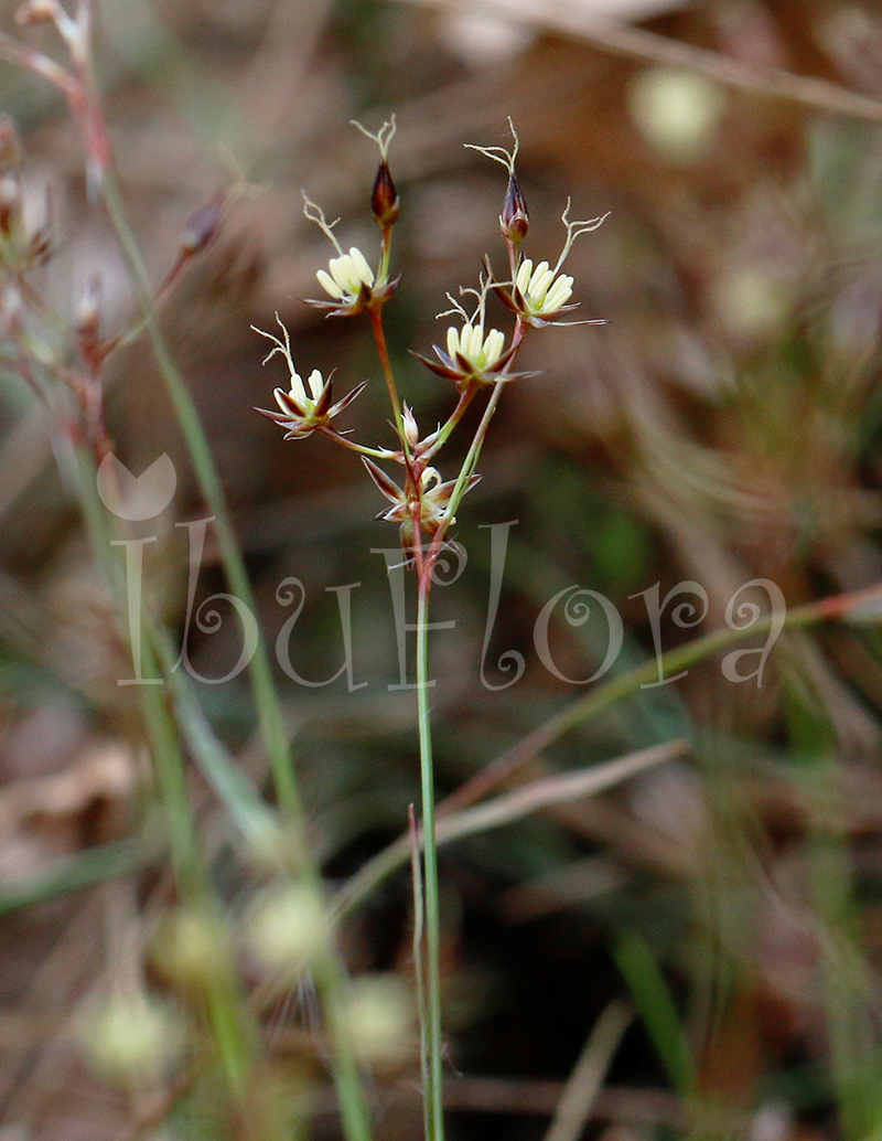 AİBÜ Kampüs Florası