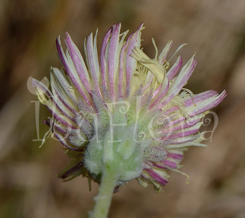 AİBÜ Kampüs Florası