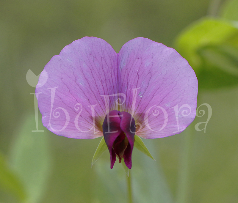 AİBÜ Kampüs Florası