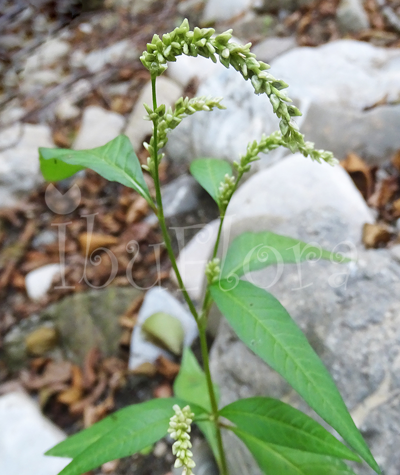 AİBÜ Kampüs Florası