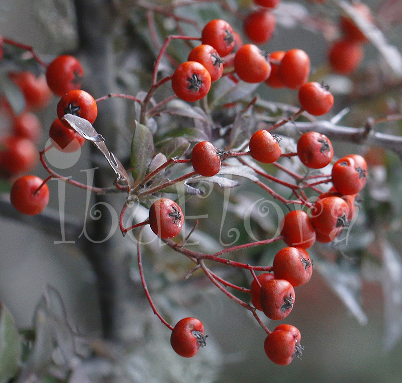 AİBÜ Kampüs Florası