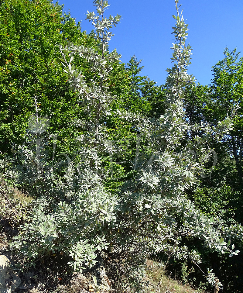 AİBÜ Kampüs Florası
