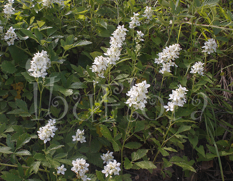 AİBÜ Kampüs Florası