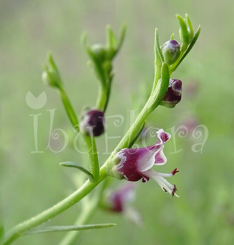 AİBÜ Kampüs Florası