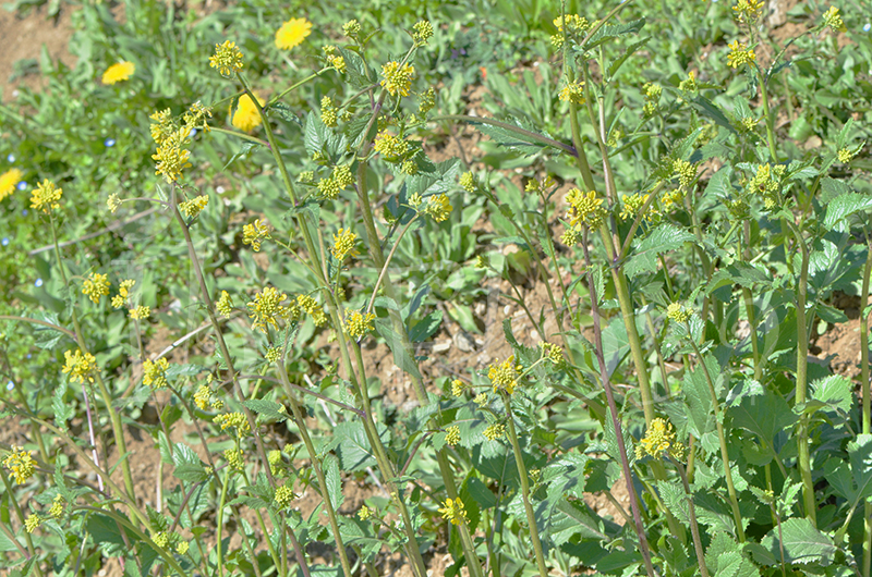 AİBÜ Kampüs Florası
