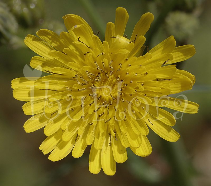 AİBÜ Kampüs Florası