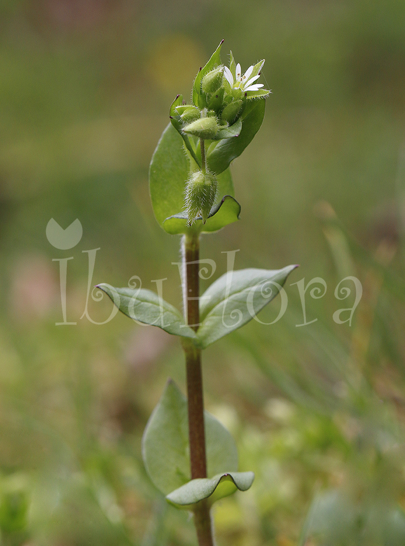 AİBÜ Kampüs Florası