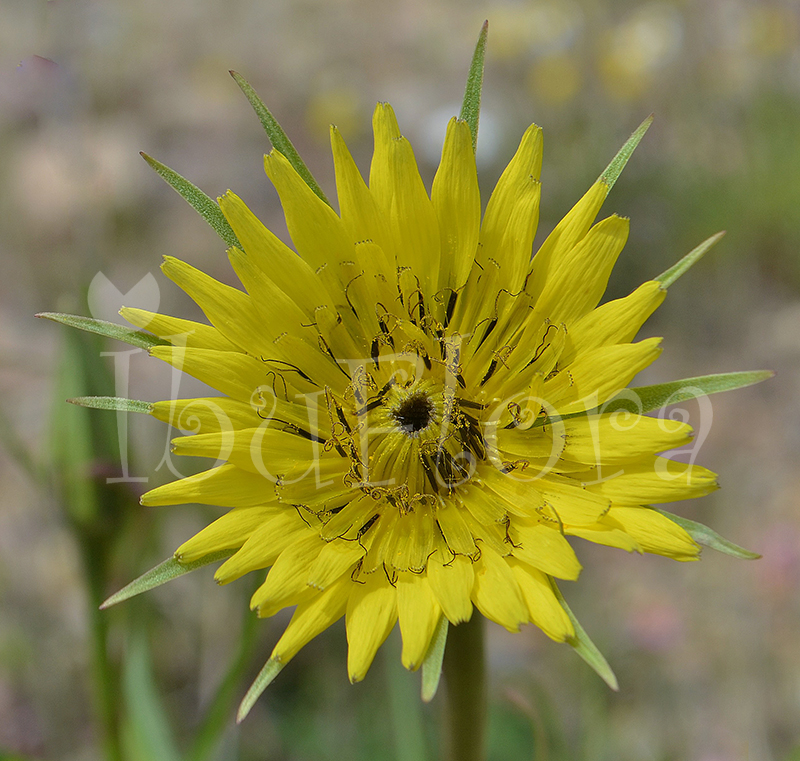 AİBÜ Kampüs Florası