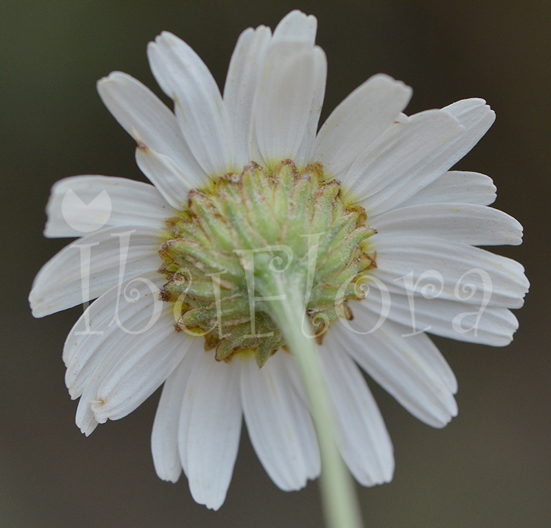 AİBÜ Kampüs Florası