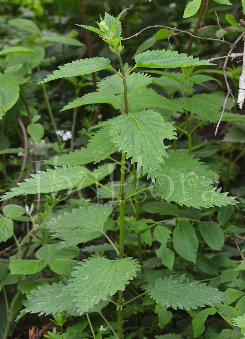 AİBÜ Kampüs Florası
