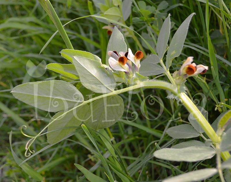 AİBÜ Kampüs Florası