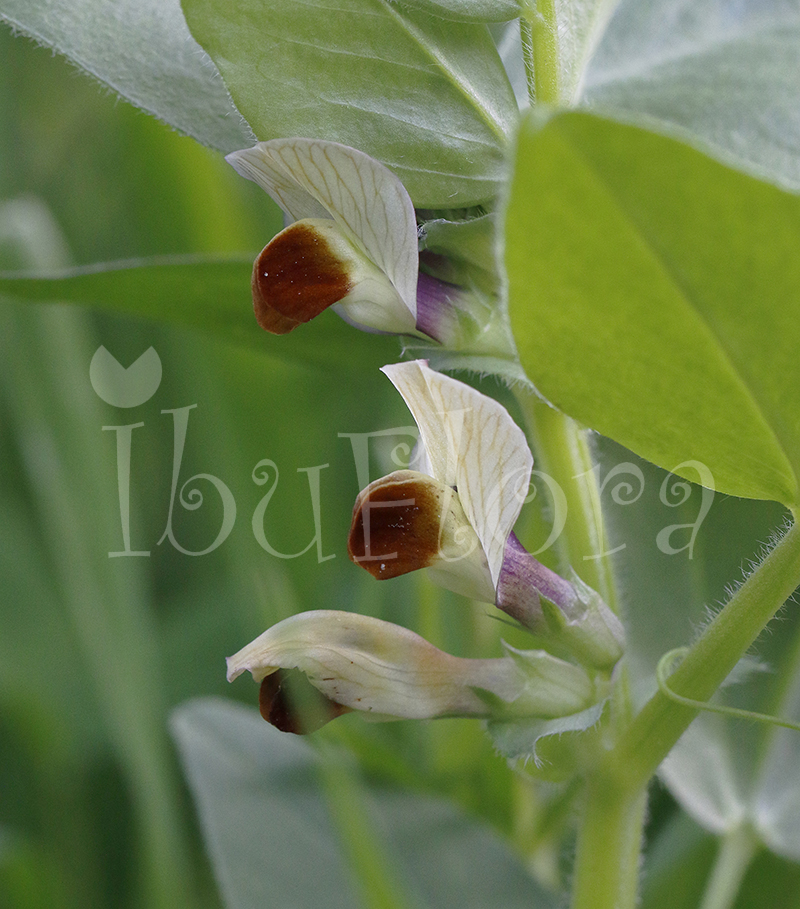 AİBÜ Kampüs Florası