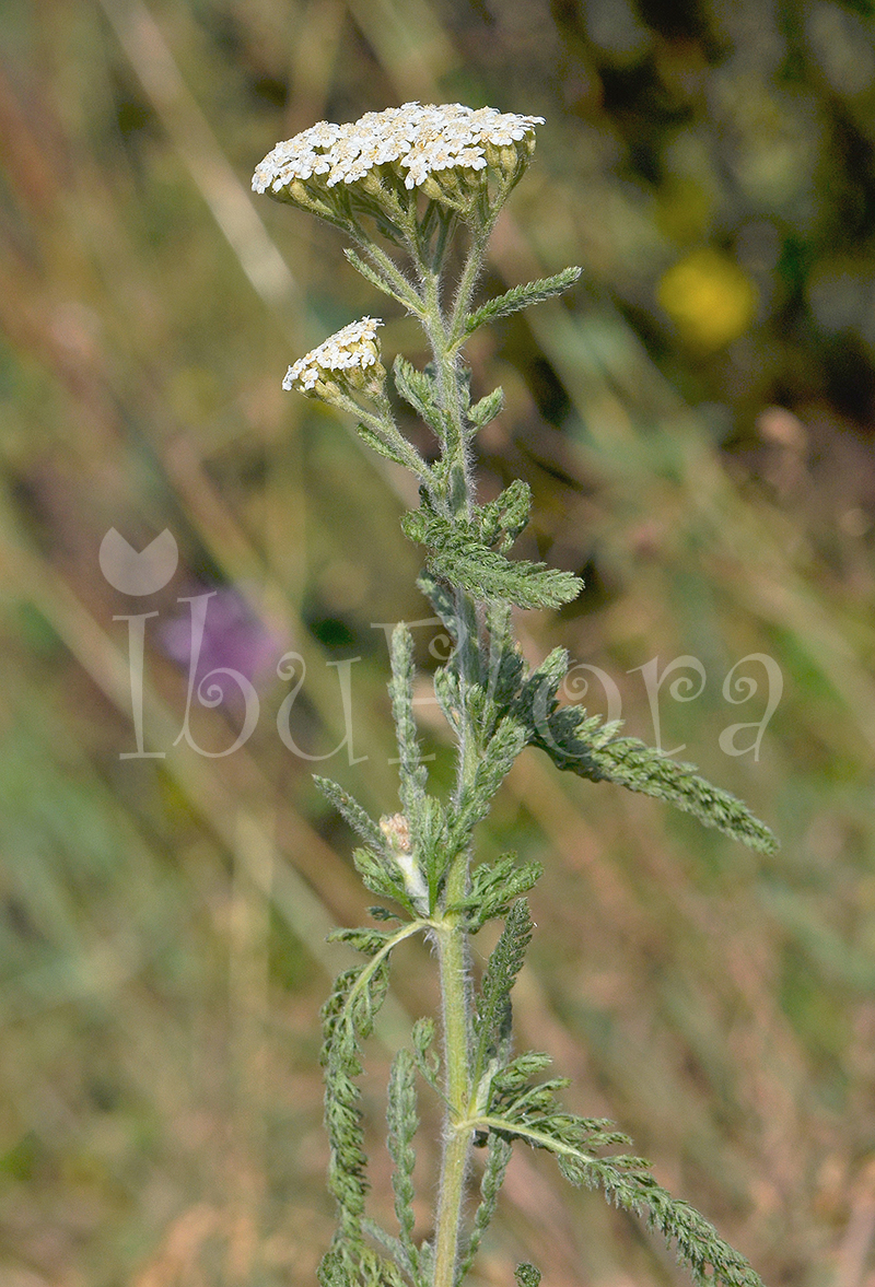AİBÜ Kampüs Florası