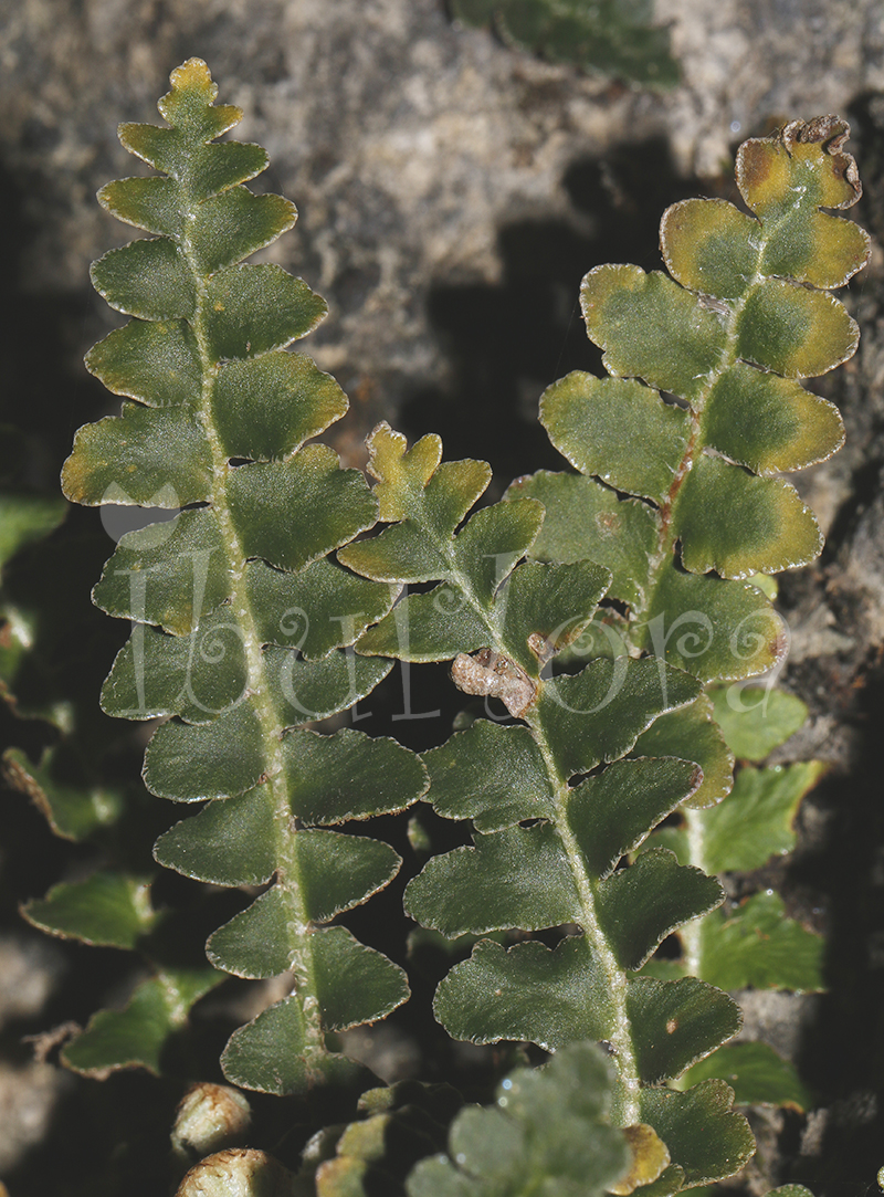 AİBÜ Kampüs Florası